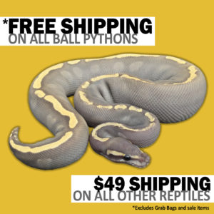 Best Price Ball Pythons For Sale - Dynasty Reptiles